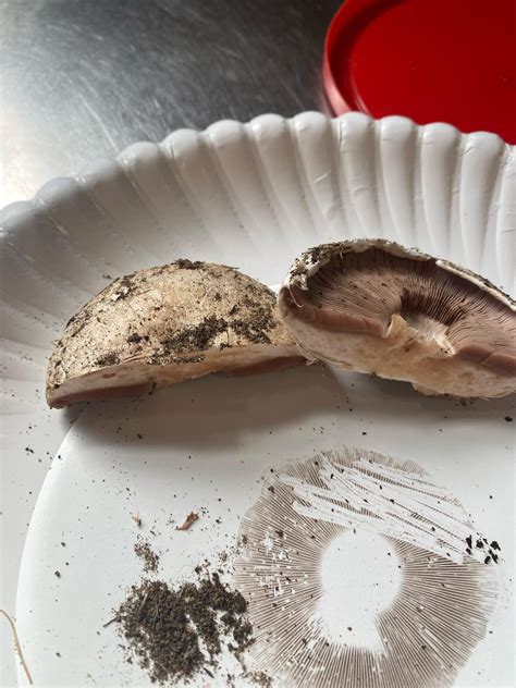 Agaricus Xanthodermus Or Agaricus Campestris Or Neither R