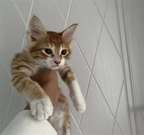 قطط للتبني زولكر