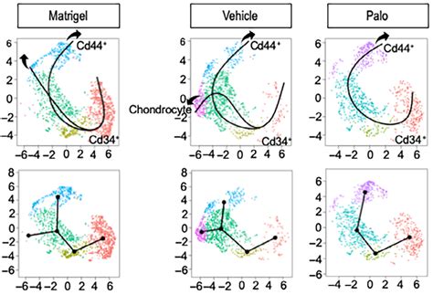 Pseudotime Cell Developmental Trajectories Based On Differential Gene Download Scientific