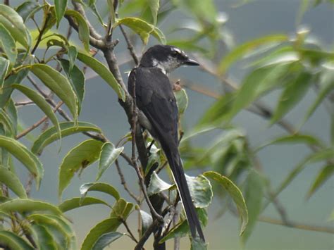 リュウキュウサンショウクイ成鳥09