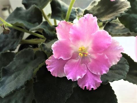 Цветы В Горшке Фиолетовый Бесплатное фото на Pixabay