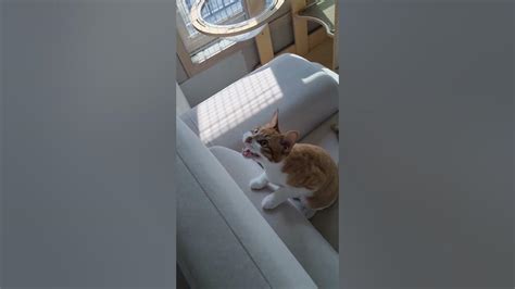 반사된 햇빛 보고 채터링하는 고양이 젤리 Youtube