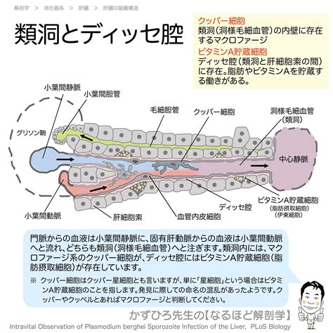 Pin On Anatomy Tokyo