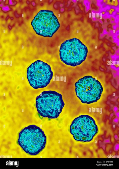Poliomyelitis Structure
