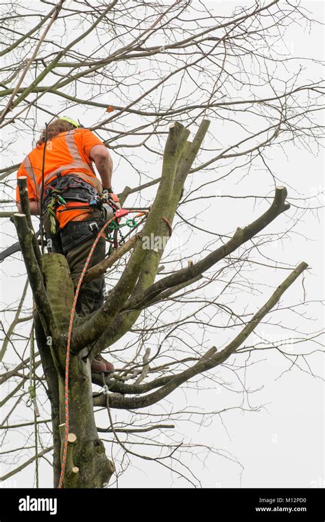 Tree Surgeons Climbing With Ropes And Cutting Trees Stock Photo Alamy