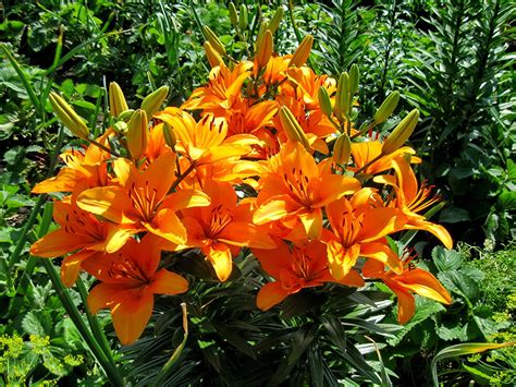 Лилии цветы садовые многолетние 66 фото