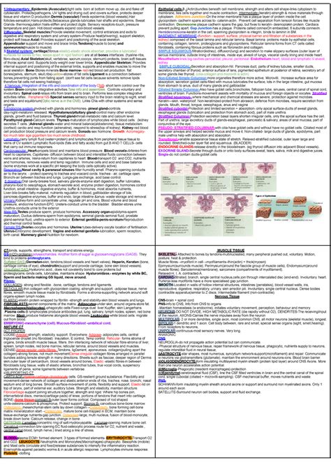 biosci cheat sheet 7 1 epidermis avascular tight cells born at