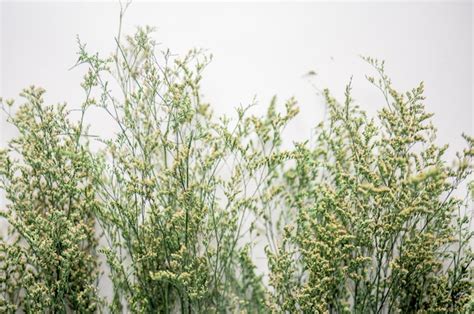 Schöner Schuss Von Grünen Pflanzen Mit Kleinen Blüten Kostenlose Foto