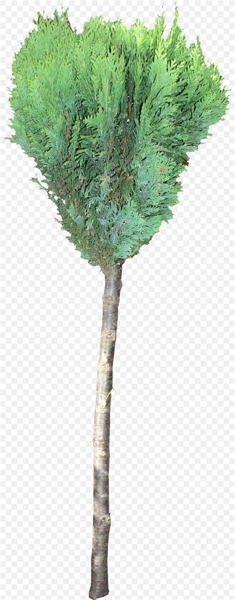 Texture Mapping 3d Computer Graphics Woody Plant Twig Tree Png