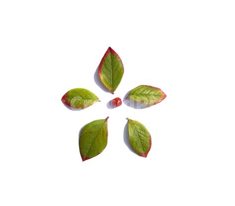 가을 단풍 물들다 붉은색 녹색 사진 이미지 일러스트 캘리그라피 Binimin작가