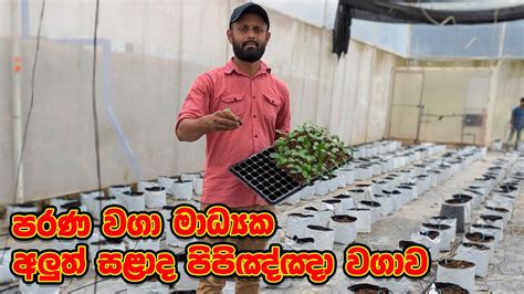 පරණ වගා මාධ්‍යක අලුත් සළාඳ පිපිඤ්ඤා වගාව Salad Cucumber Farming Smart Agri 0769808008