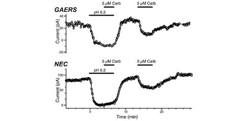 Muscarinic Responses In Thalamocortical Neurons Of Gaers Top And Nec Download Scientific