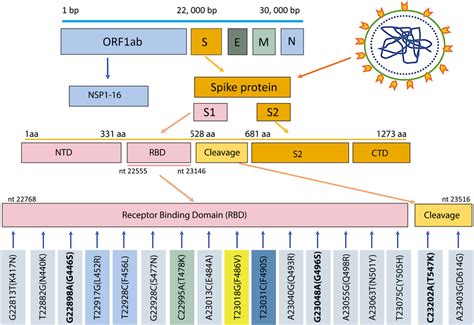Diagram Of Sars Cov‐2 Mutations In The Receptor Binding Proteins