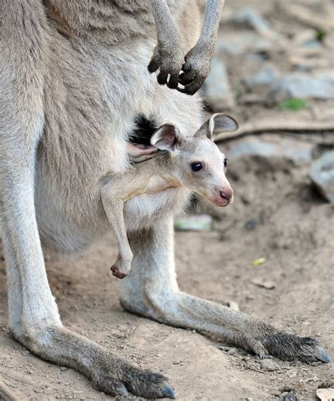Marsupial Babies In Pouch