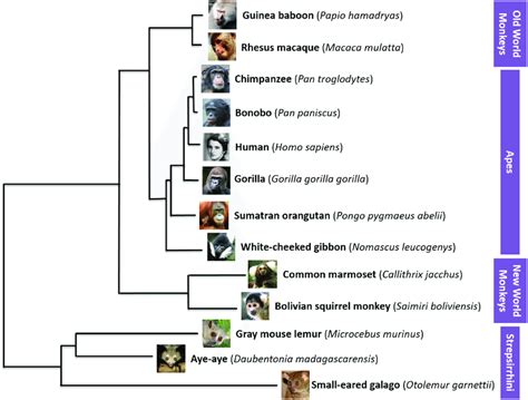Phylogeny Of Primate Genome Assemblies Included In Our Study Adapted