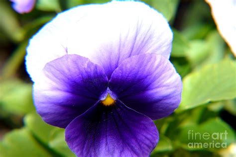 Face Of A Pansy Photograph By Beth Sanders Pixels