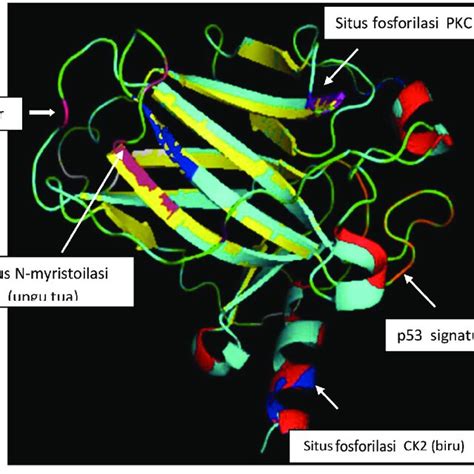 Gambar 4 Prediksi Daerah Transmembran Pada Protein Tp53 A Dan Tp53 Download Scientific