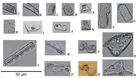Diagnostic Morphotypes Of Grass Phytoliths In Ancient Soils A B