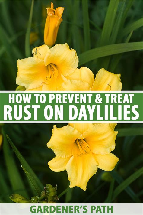 How To Prevent And Treat Rust On Daylilies Gardeners Path