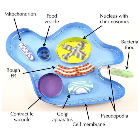 Amoeba Discovering Dna