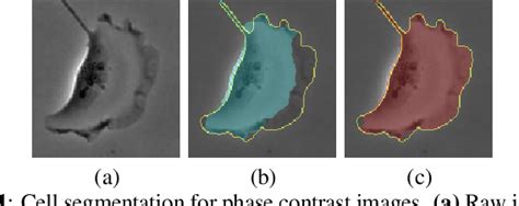 Figure 1 From Cell Segmentation And Tracking In Phase Contrast Images