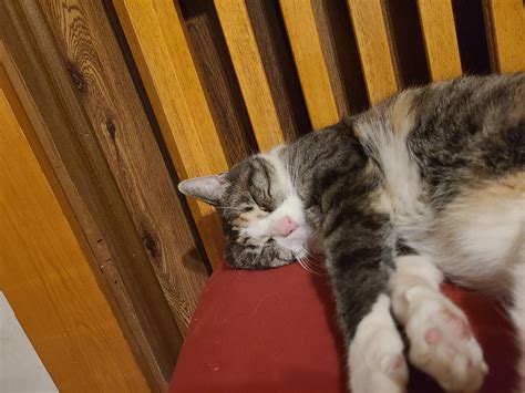 My Female Cat Coco I Have 3 Others R Cats