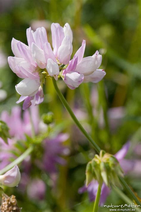 Bunte Kronwicke Coronilla Varia Securigera Varia Fabaceae