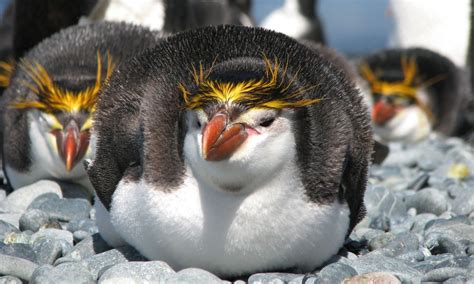 Royal Female Penguin Lay Egg