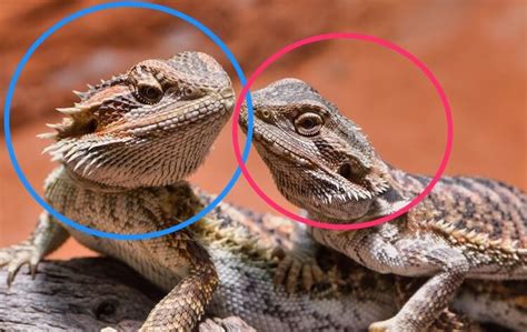 How To Sex Bearded Dragons 6 Male Vs Female Differences More Reptiles