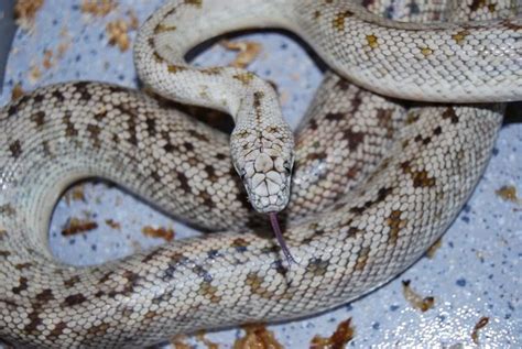 Spotted Pythons Epsilon Reptiles