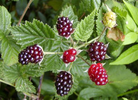 Rubus Ursinus