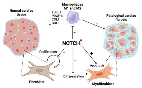 Molecular Interplay In Cardiac Fibrosis Exploring The Functions Of