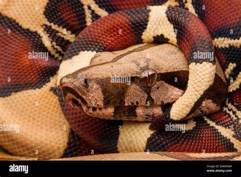 Red Tailed Boa Constrictor Boa Constrictor Constrictor Juvenile Portrait With Tail Wrapped