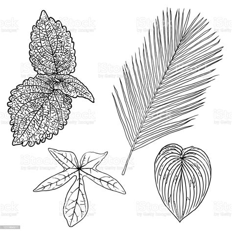 꽃 무늬 요소 나뭇가지와 잎 국내 녹지 잔디 가정 식물 가지의 집합입니다 벡터 0명에 대한 스톡 벡터 아트 및 기타 이미지 0명 가득 찬 가을 Istock