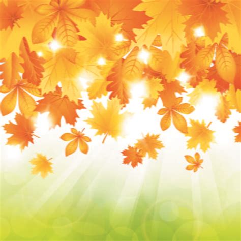 아름 다운 단풍 벡터 Eps Uidownload