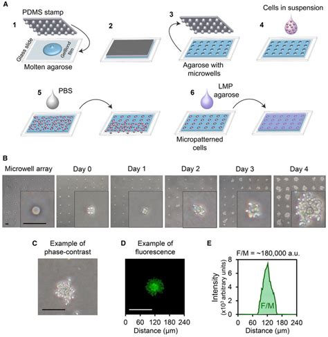 Construction Of μcc And Quantification Of Total Dna Content A