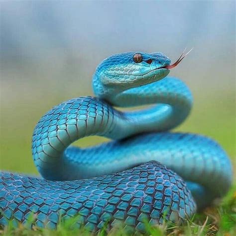 Самые страшные фото змеи