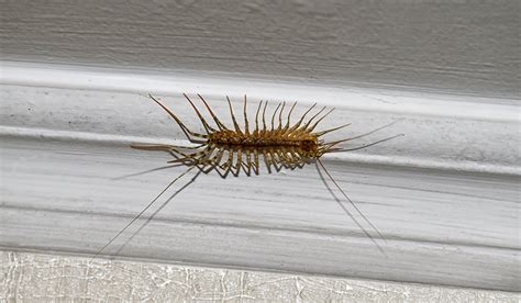 Centipede Larva