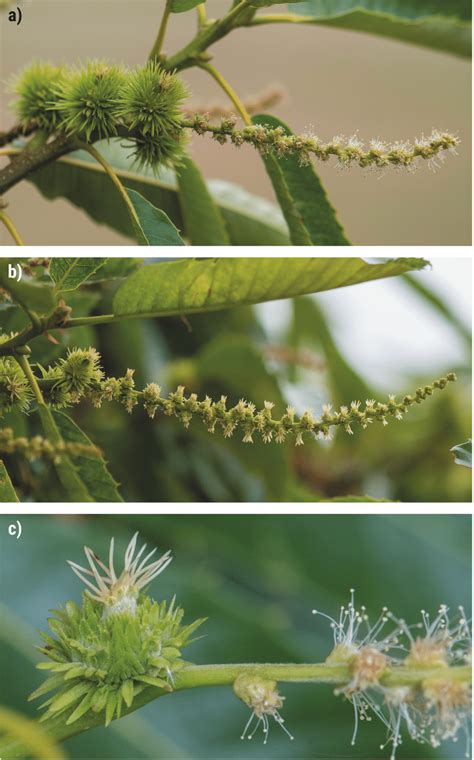 The Case For Automimicry A Normal Bisexual Catkin With Male Flowers Download Scientific