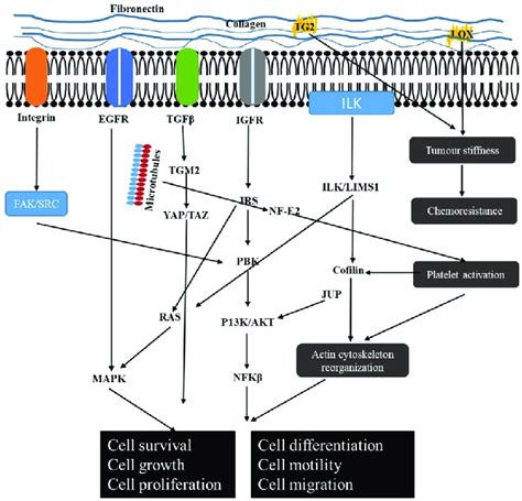 The Schematic Interplay Between The Extracellular Matrix And Download Scientific Diagram