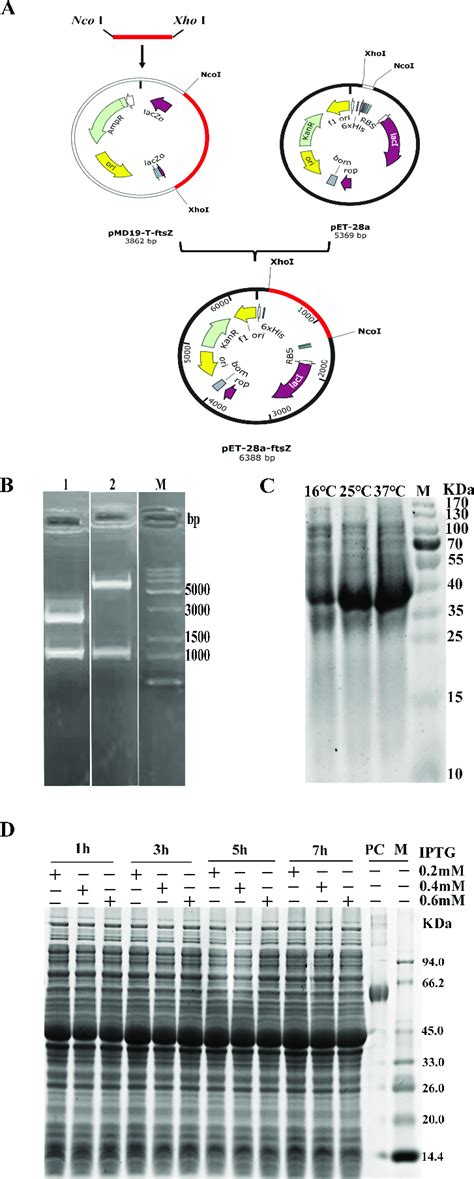 Construction Of Recombinant Plasmids And Ftsz Protein Expressed In E
