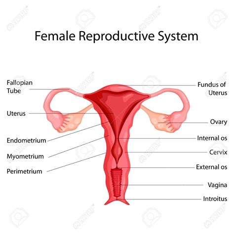 Female Reproductive System Diagram Internal And External Rep