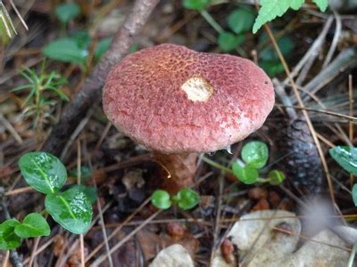 Metatranscriptomics The Liao Lab