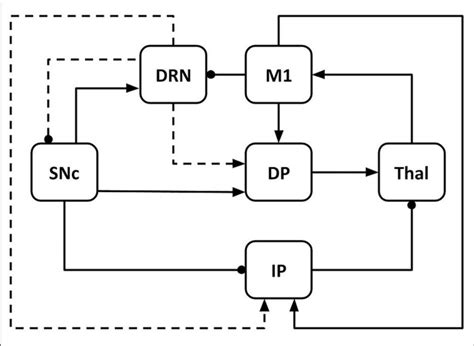 Model Architecture Including Primary Motor Cortex M1 Thalamus