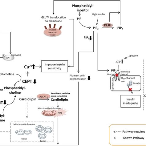 Biosynthetic Pathways For Phospholipids In Mammalian Cells Download
