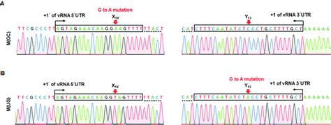 genetic preference and evolution of the m segment specific non coding