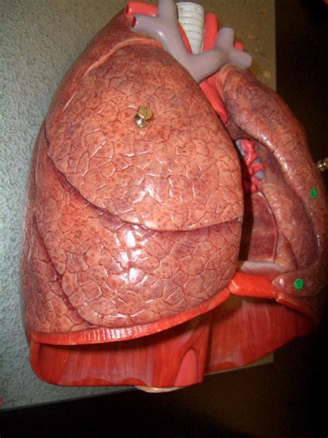 Lungs 5 Diagram Quizlet