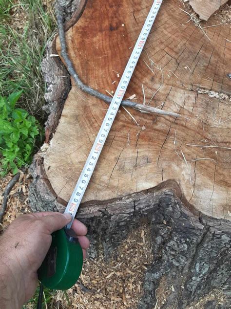 У парку в Мукачеві незаконно вирубили дерева завдано збитків на 8 мільйонів гривень