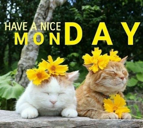 Pin By Kanjanapa Smt On Goodmorning Everyday Happy Good Morning
