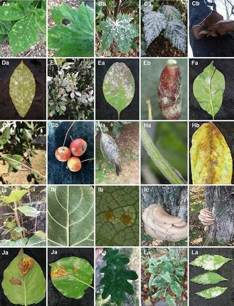 Disease Symptoms Caused By Fungal Pathogens On Plant Hosts Examined